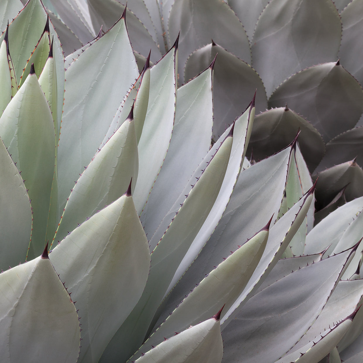 Robin Constable Hanson's Layers Square Canvas Prints | Fine Art Canvas ...