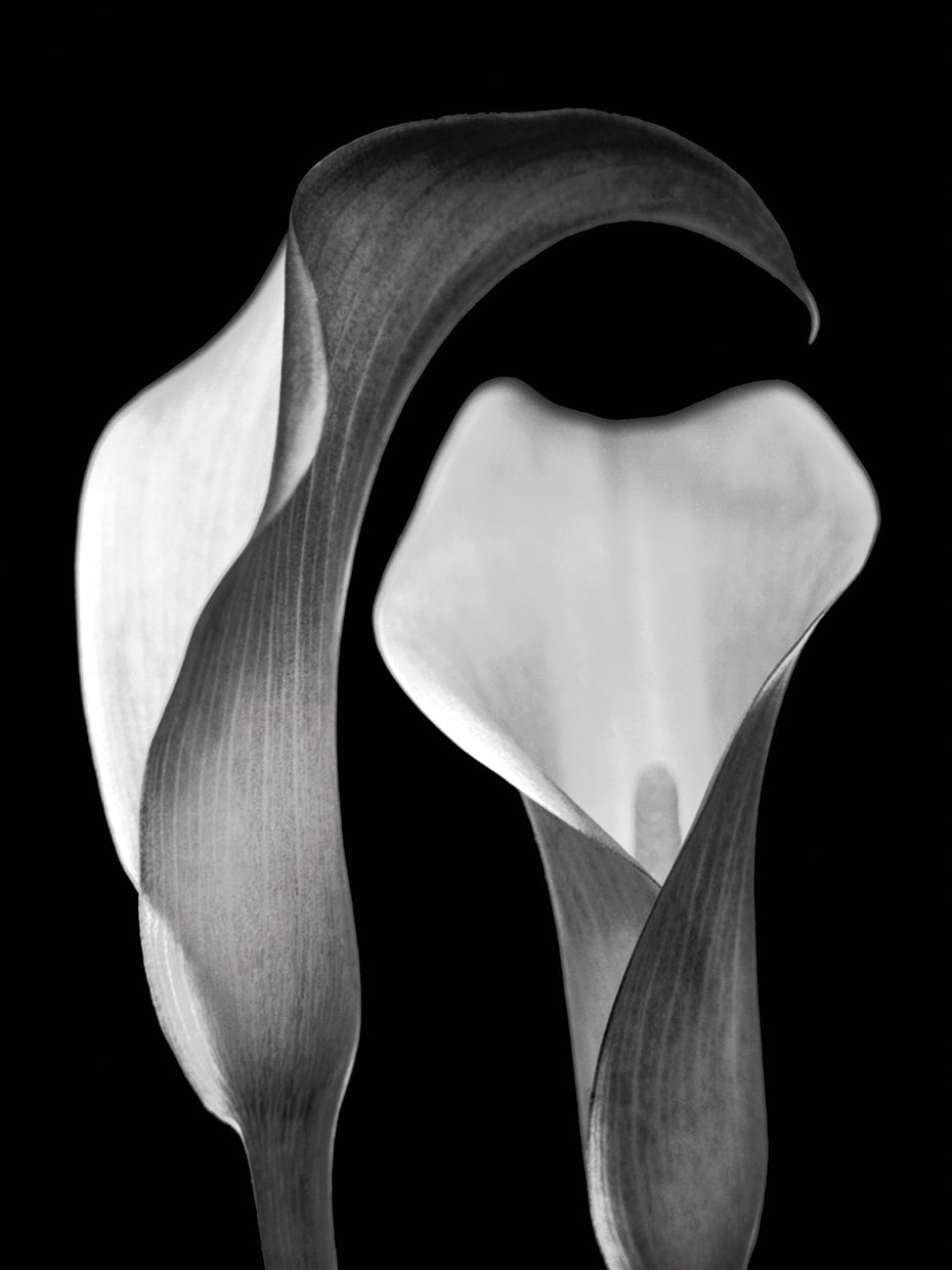 Michael Faragher's Untitled Floral 19 Canvas Prints | Fine Art Canvas ...