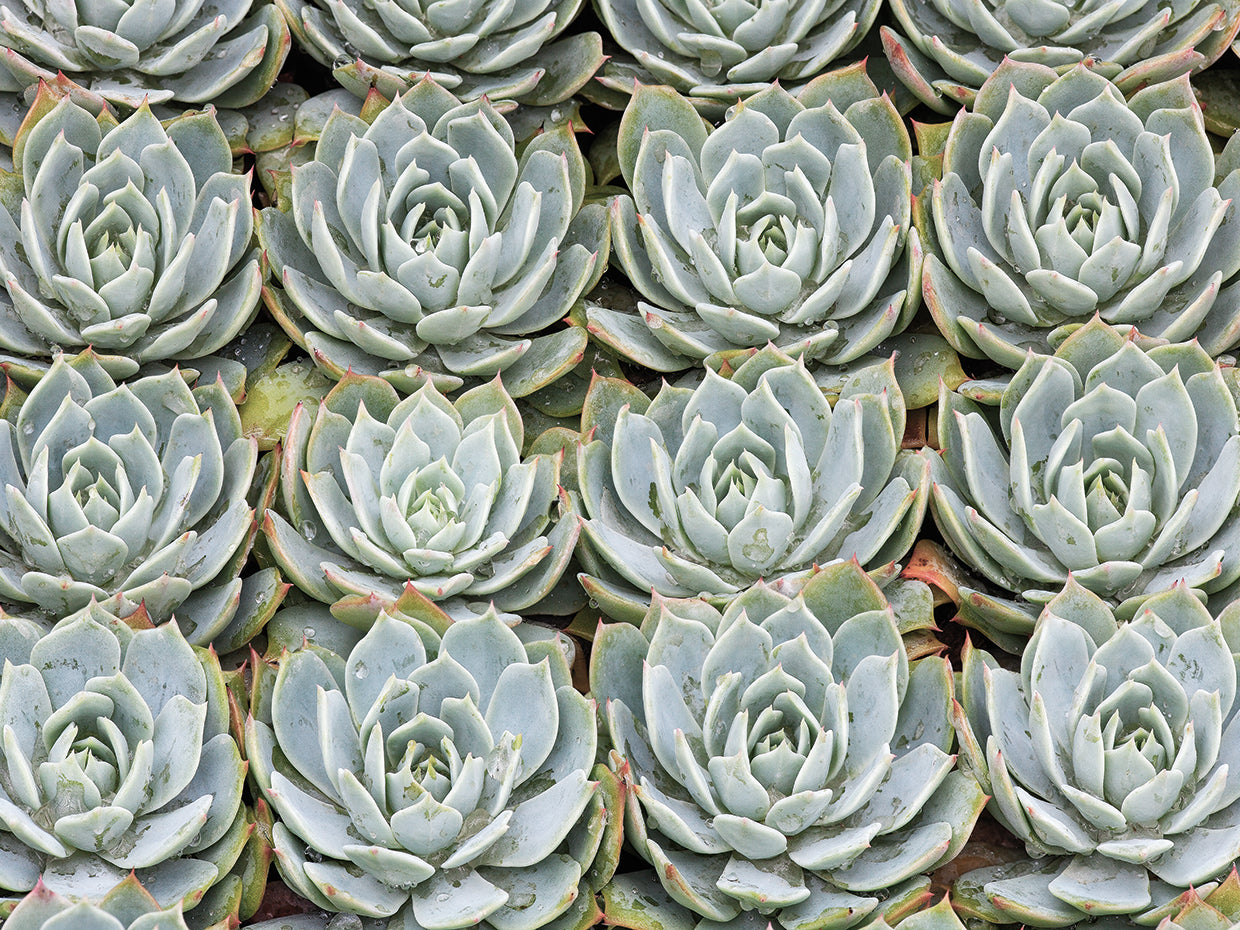 Robin Constable Hanson's Succulent Grid Canvas Art Prints | Fine Art Canvas