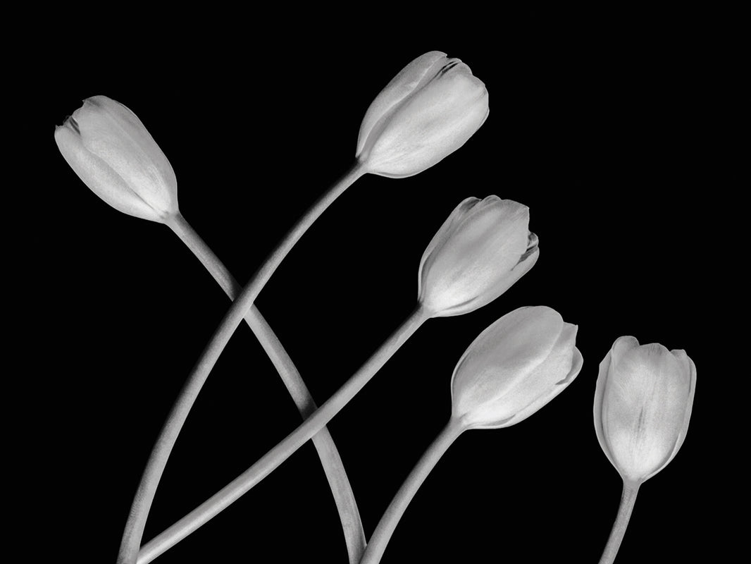 Michael Faragher's Untitled Floral 19 Canvas Prints | Fine Art Canvas ...