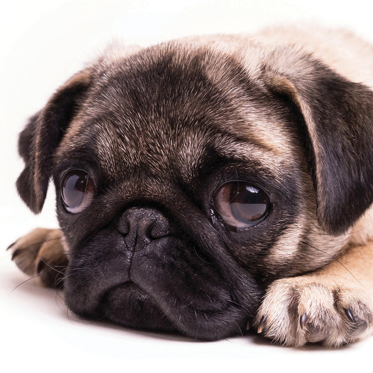 Edward M. Fielding's Sad Sack Pug Canvas Art Prints | Fine Art Canvas ...