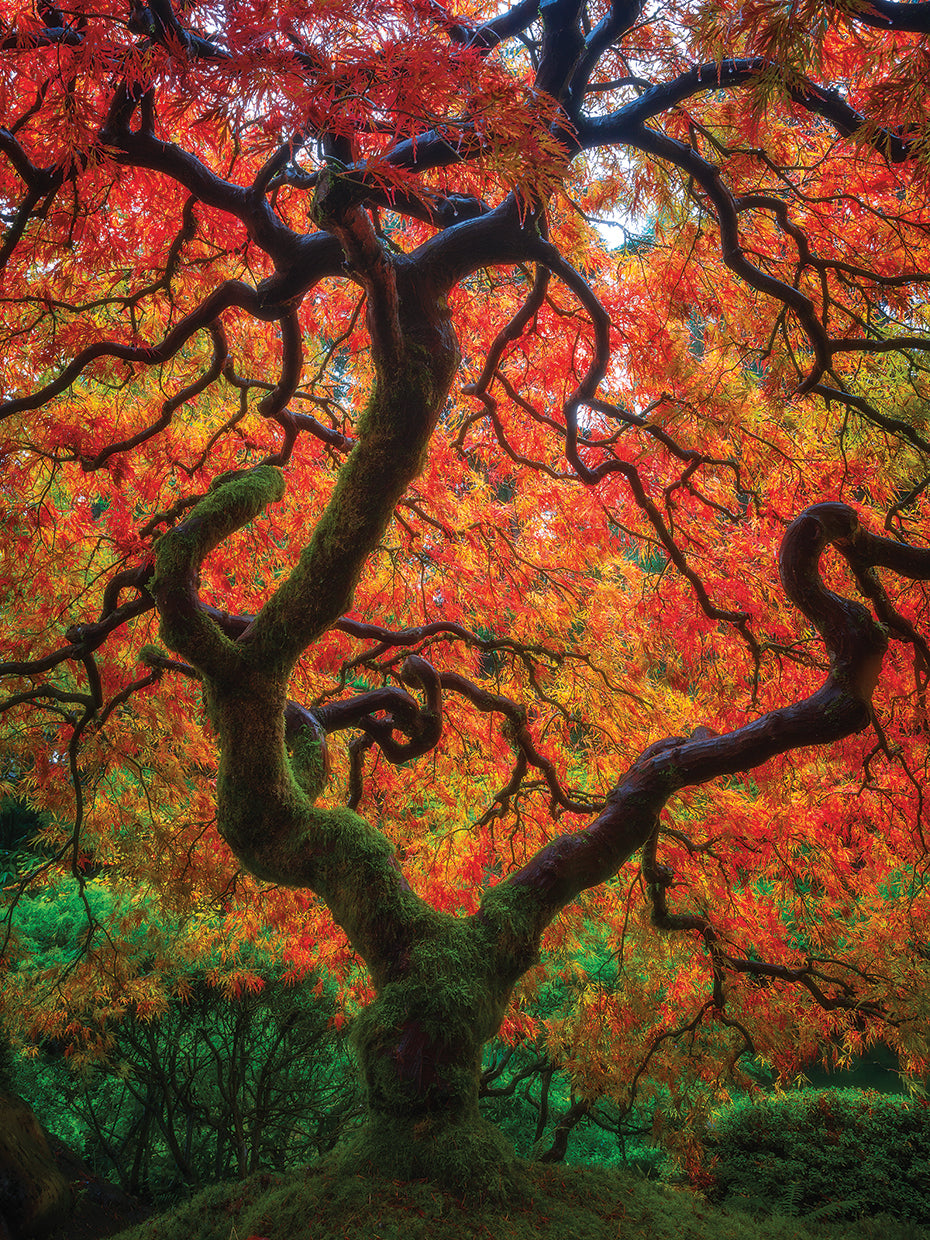 Darren White Photography's Earthal Tree Alive Canvas Art Prints | Fine ...