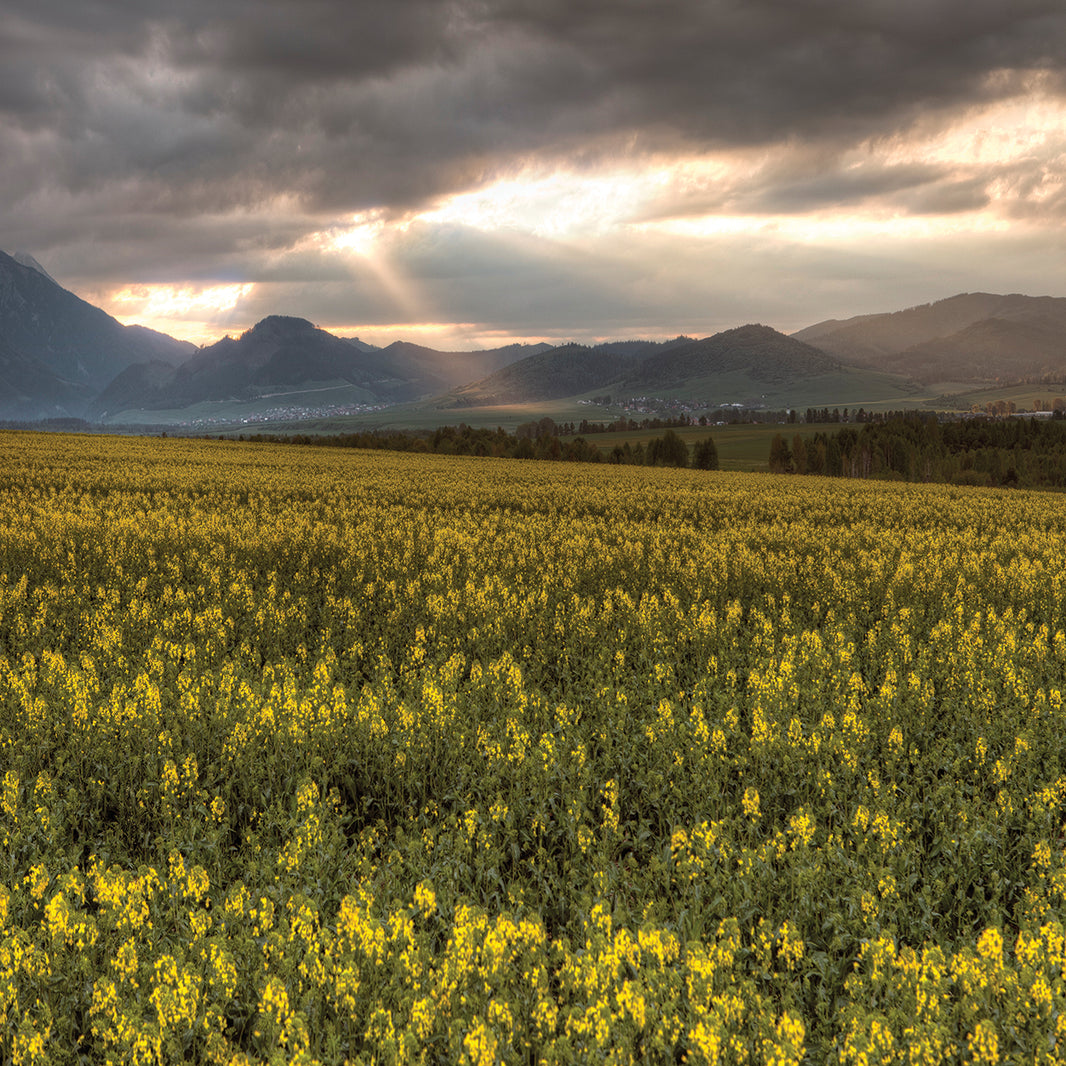 Scotland MG by Maciej Duczynski | FineArtCanvas.com – Fineartcanvas.com