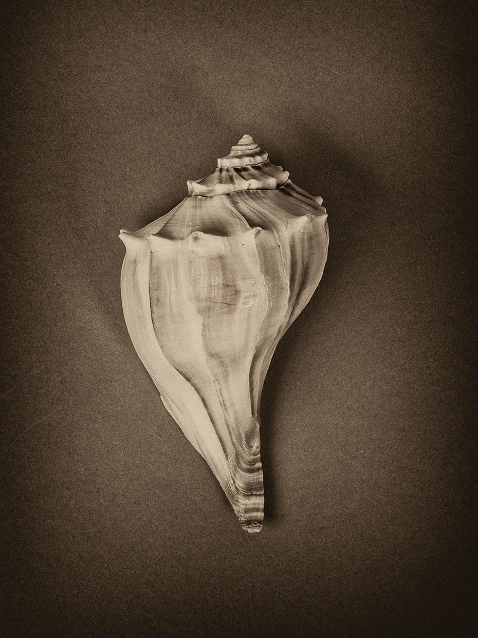 Wiff Harmer's Shell Canvas Art Prints | Fine Art Canvas