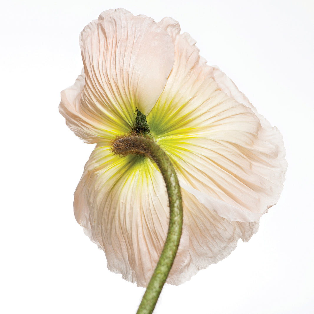 Wiff Harmer's Central Park Bridge Canvas Art Prints | Fine Art Canvas ...