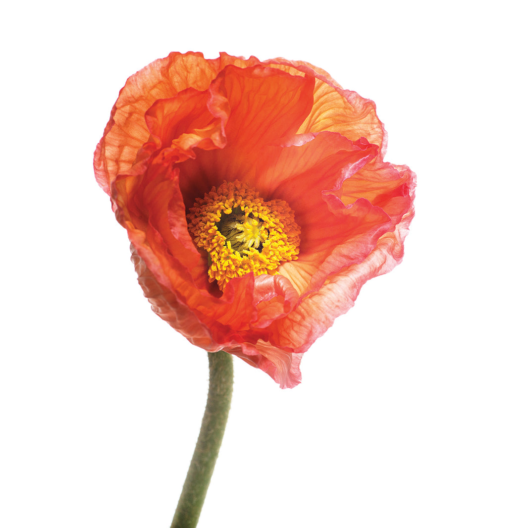 Wiff Harmer's Central Park Bridge Canvas Art Prints | Fine Art Canvas ...