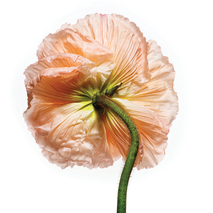 Wiff Harmer's Central Park Bridge Canvas Art Prints | Fine Art Canvas ...