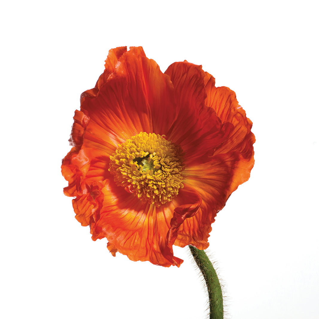 Wiff Harmer's Central Park Bridge Canvas Art Prints | Fine Art Canvas ...