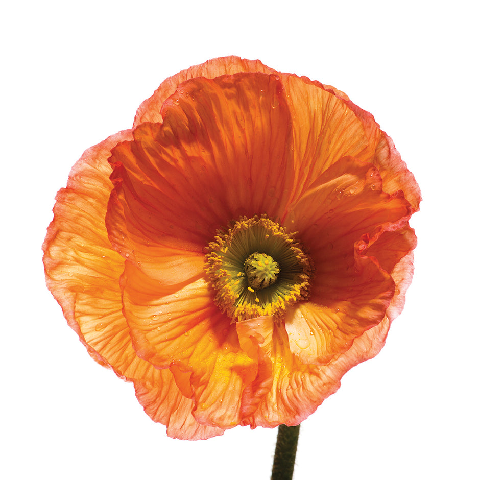 Wiff Harmer's Central Park Bridge Canvas Art Prints | Fine Art Canvas ...