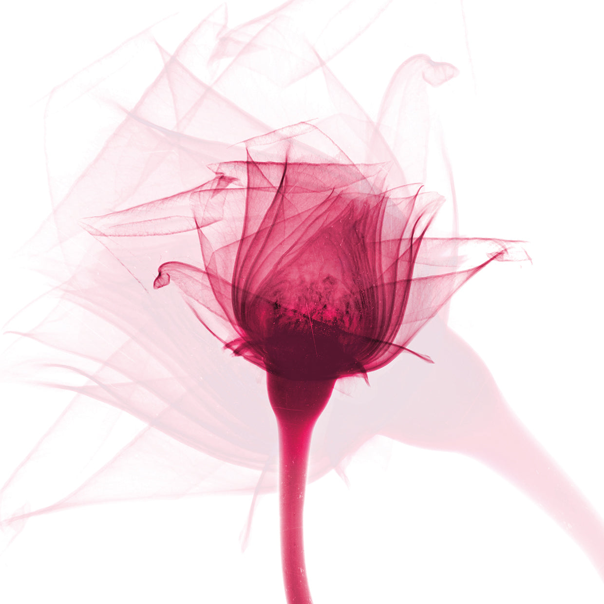 Rose Dance by Bert Myers | FineArtCanvas.com – Fineartcanvas.com