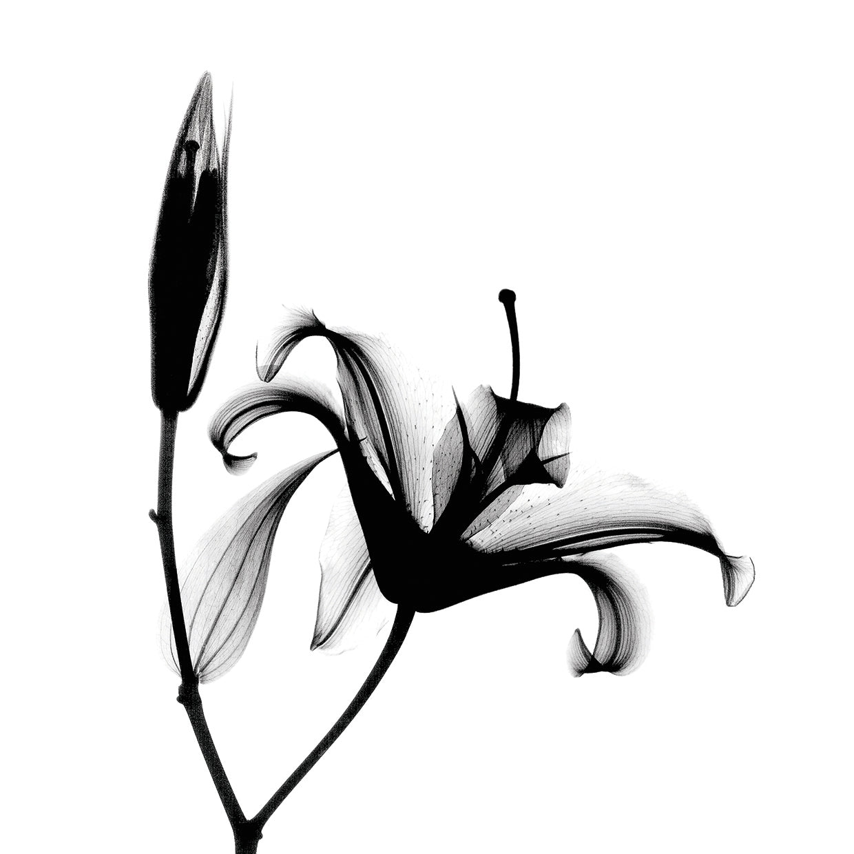 Lily + Bud X-Ray by Bert Myers | FineArtCanvas.com – Fineartcanvas.com
