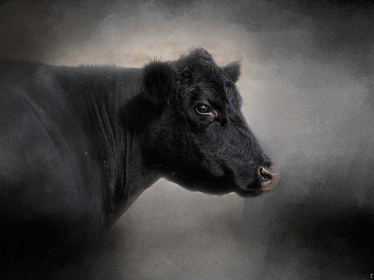 Jai Johnson's Portrait Of The Black Angus Canvas Art Prints | Fine Art ...