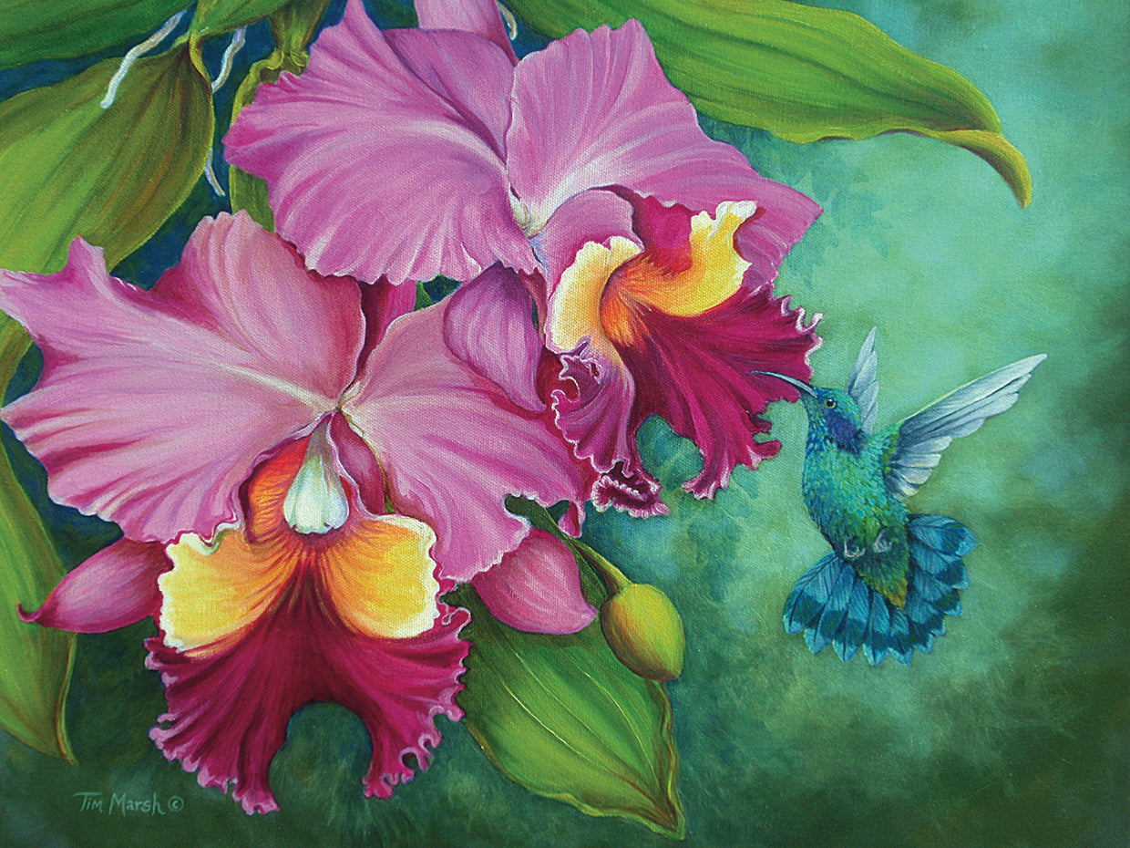 Gree Violet Eared Humming Bird by Tim Marsh | FineArtCanvas.com ...