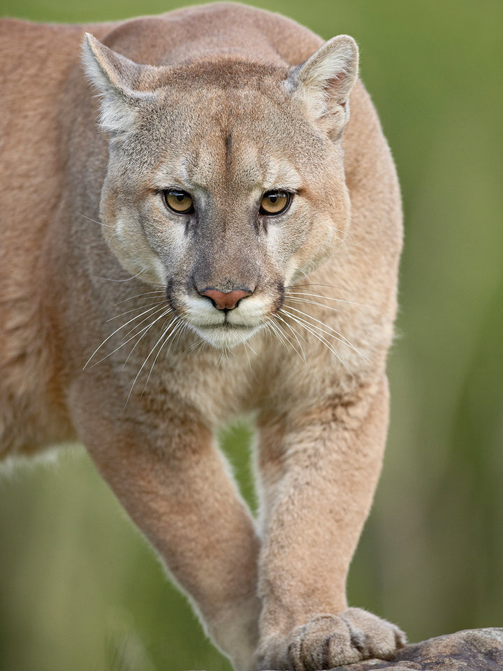 Robert Harding Picture Library's Horn Portrait Canvas Prints ...