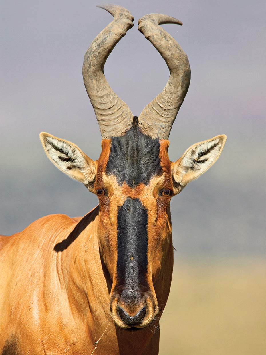 Robert Harding Picture Library's Horn Portrait Canvas Prints ...