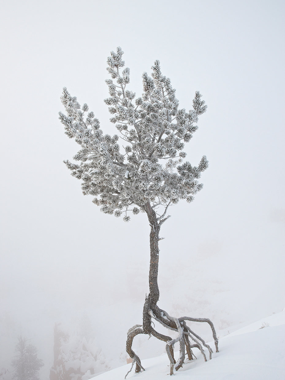 Robert Harding Picture Library's Horn Portrait Canvas Prints ...