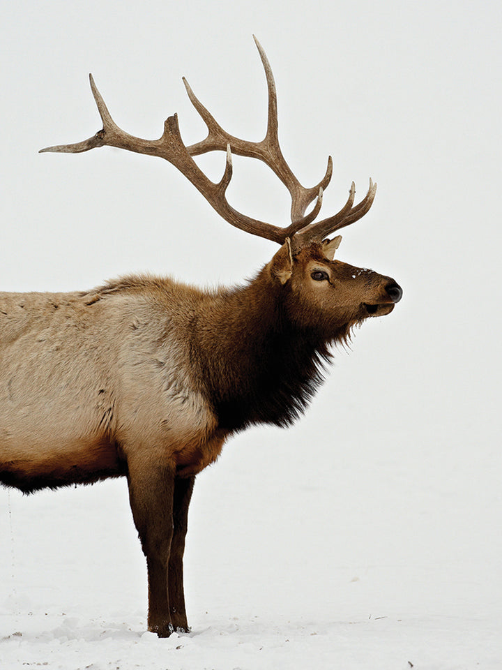 Robert Harding Picture Library's Horn Portrait Canvas Prints ...