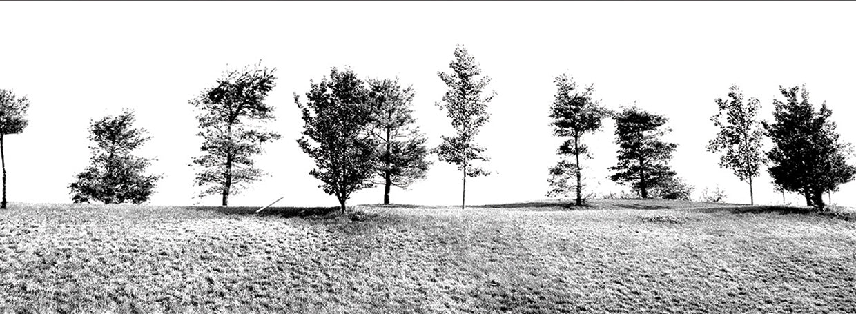 Harold Silverman - Trees & Old Fences's Like Soldiers In A Row2 Canvas ...