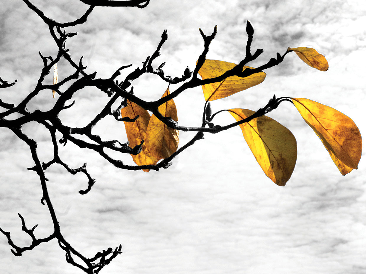 Harold Silverman - Trees & Old Fences's Final Moment of Summer Canvas ...