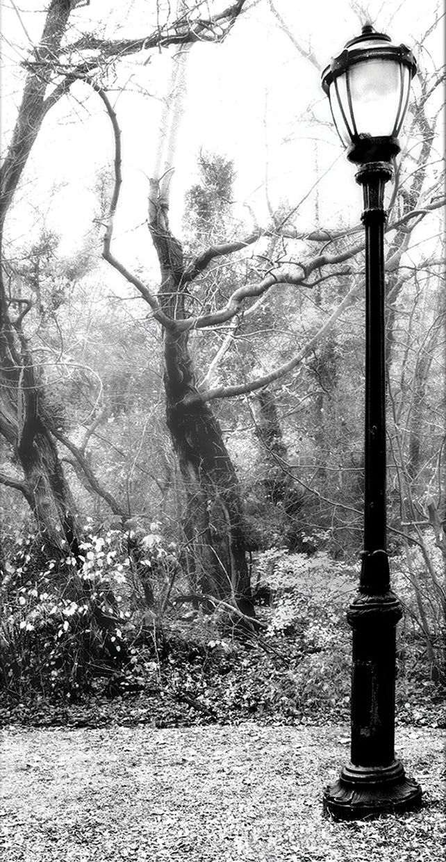 Harold Silverman - Trees & Old Fences's Lampost and Woods Canvas Art ...