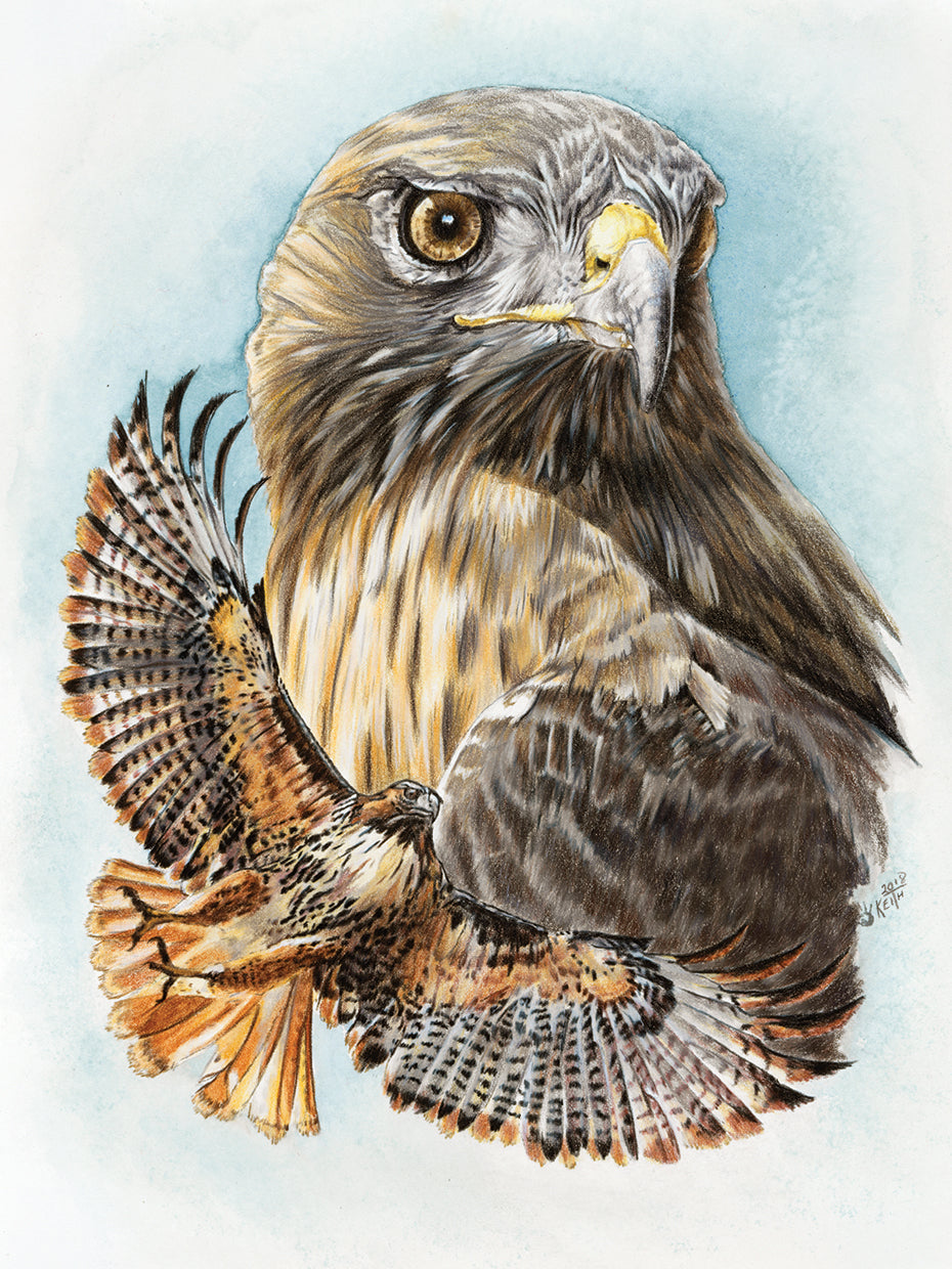 Barbara Keith's Hawkeye Canvas Art Prints For Sale – Fineartcanvas.com