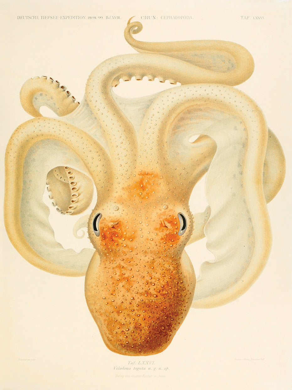 Cephalopoda by Print Collection | FineArtCanvas.com – Fineartcanvas.com