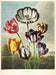 Tulips from the The Temple of Flora Wall Art by Print Collection | Fine ...