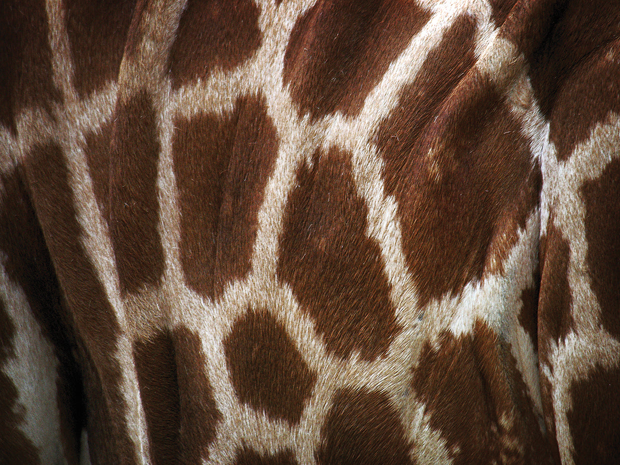 Mandrill 2 by SD Smart | FineArtCanvas.com – Fineartcanvas.com