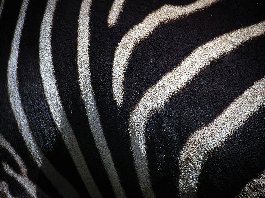 Mandrill 2 by SD Smart | FineArtCanvas.com – Fineartcanvas.com