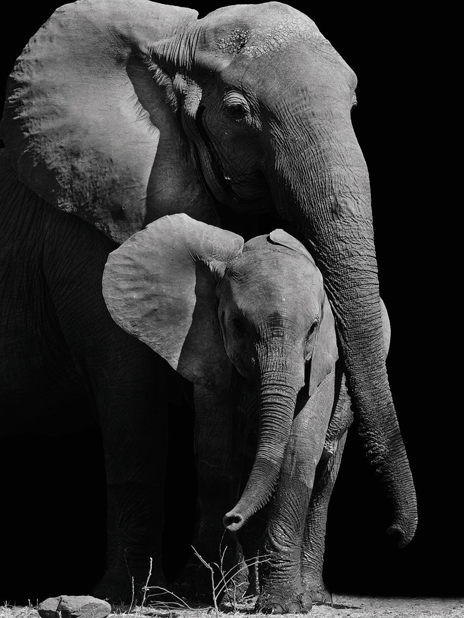 Elephant Baby Love by DP Gallery | FineArtCanvas.com – Fineartcanvas.com
