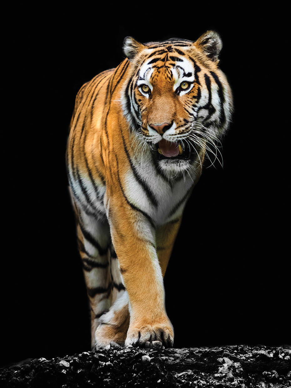 Good Night Tiger by DP Gallery | FineArtCanvas.com – Fineartcanvas.com