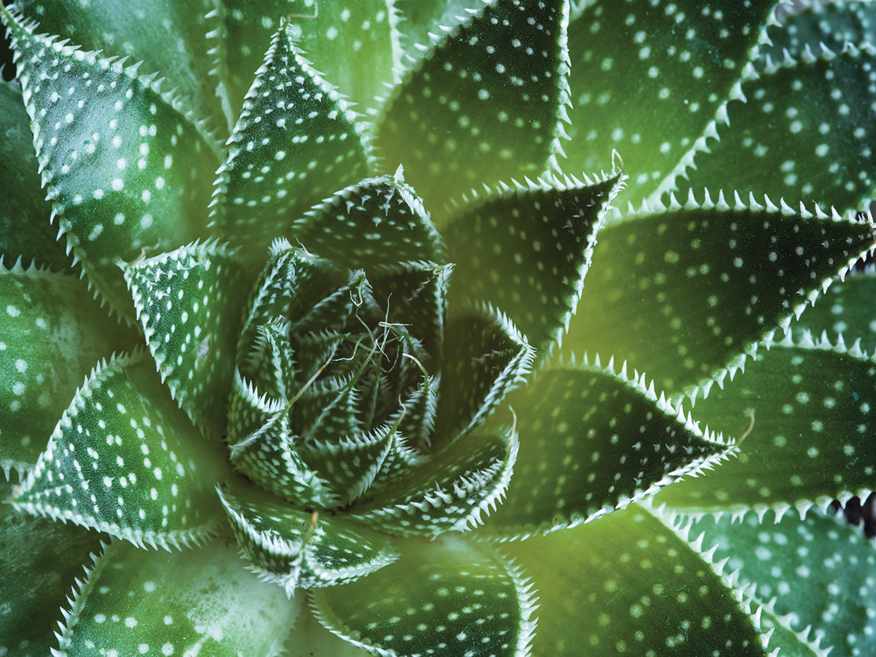 Diamond Dust Aloe by DP Gallery | FineArtCanvas.com – Fineartcanvas.com