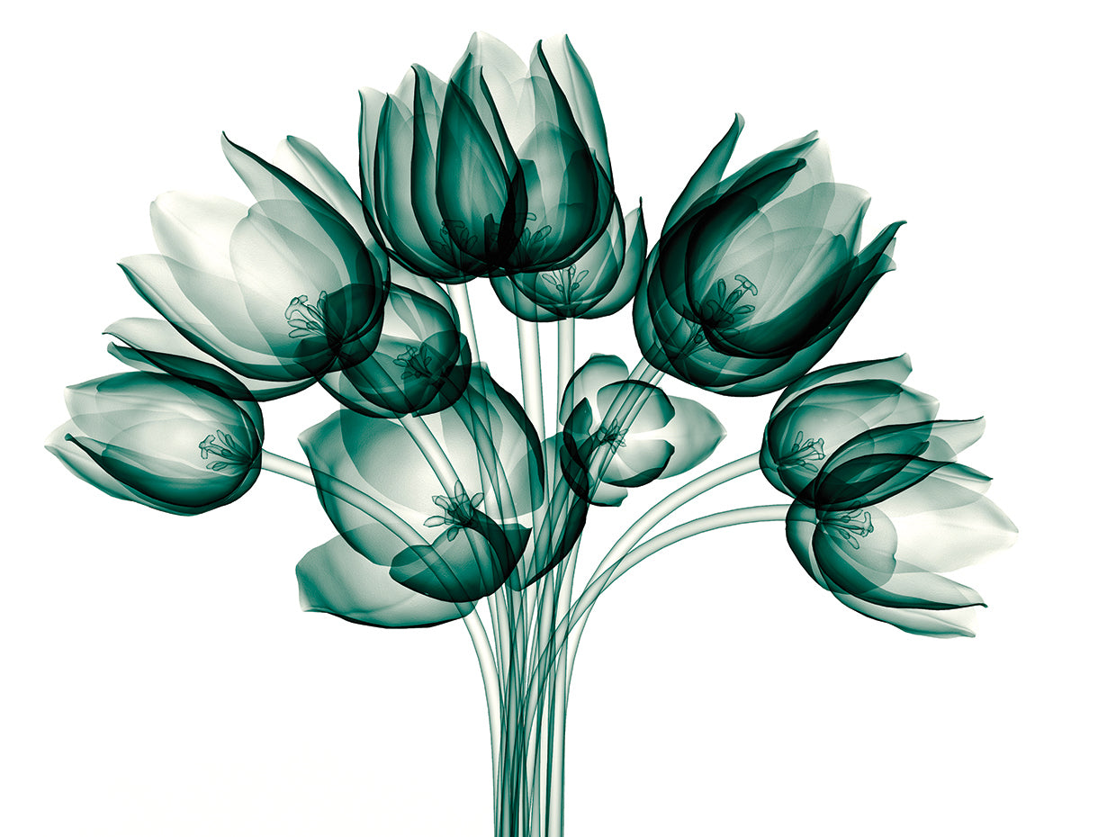 X-Ray Tulip Fan by DP Gallery | FineArtCanvas.com – Fineartcanvas.com