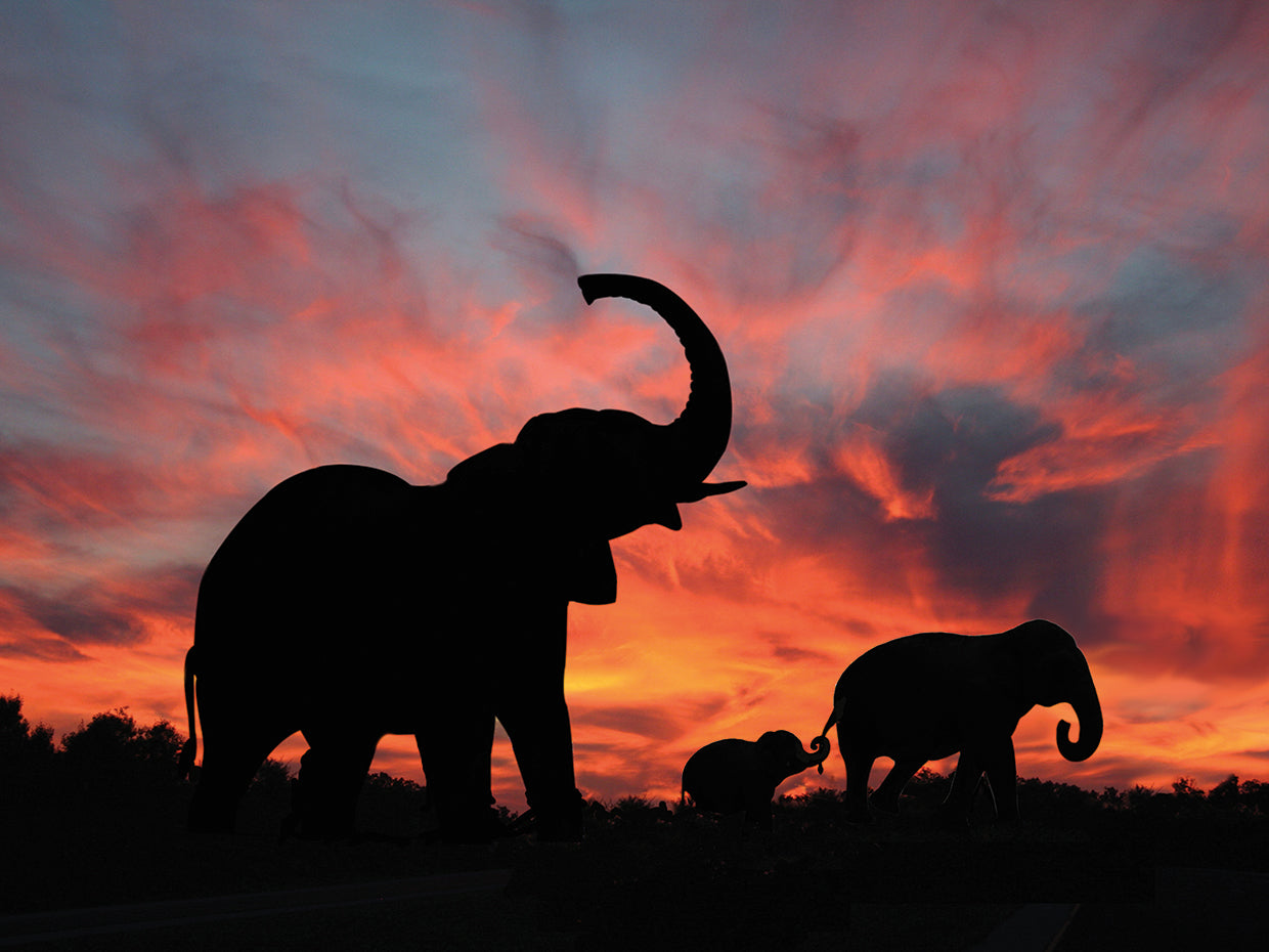 DP Gallery's Circle of Life Elephants Canvas Prints | Fine Art Canvas ...