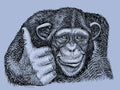 DP Gallery's Thumbs Up Chimpanzee Canvas Art Prints | Fine Art Canvas