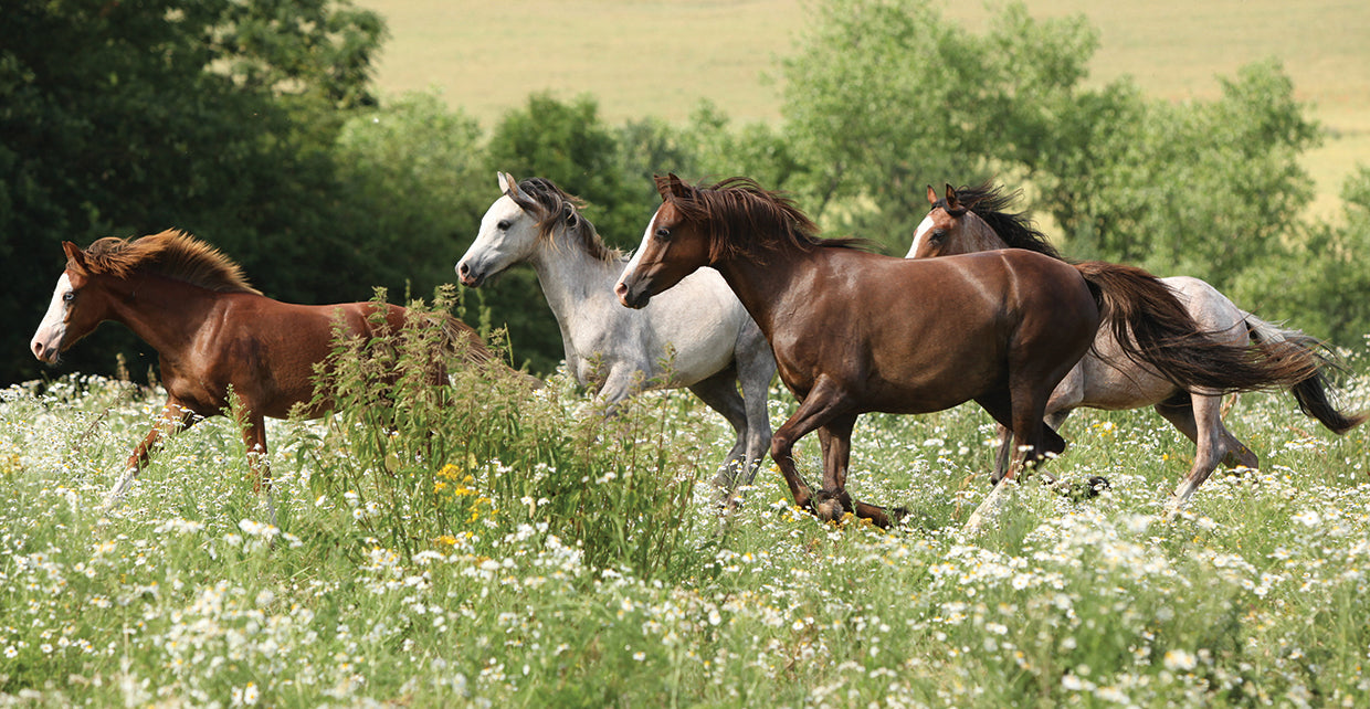 DP Gallery's Wildflower Gallop Canvas Art Prints | Fine Art Canvas