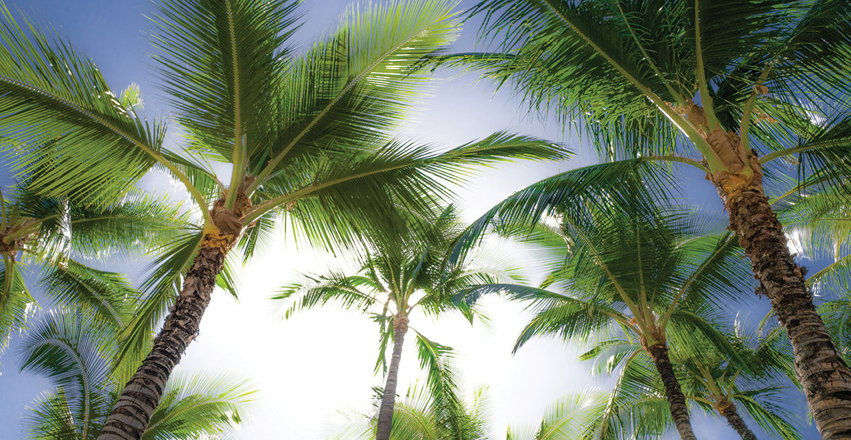 Bill Carson Photography's Oahu Palms Canvas Art Prints | Fine Art Canvas