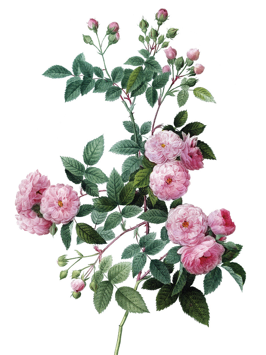 Design Lab's Pink Roses Canvas Art Prints | Fine Art Canvas ...