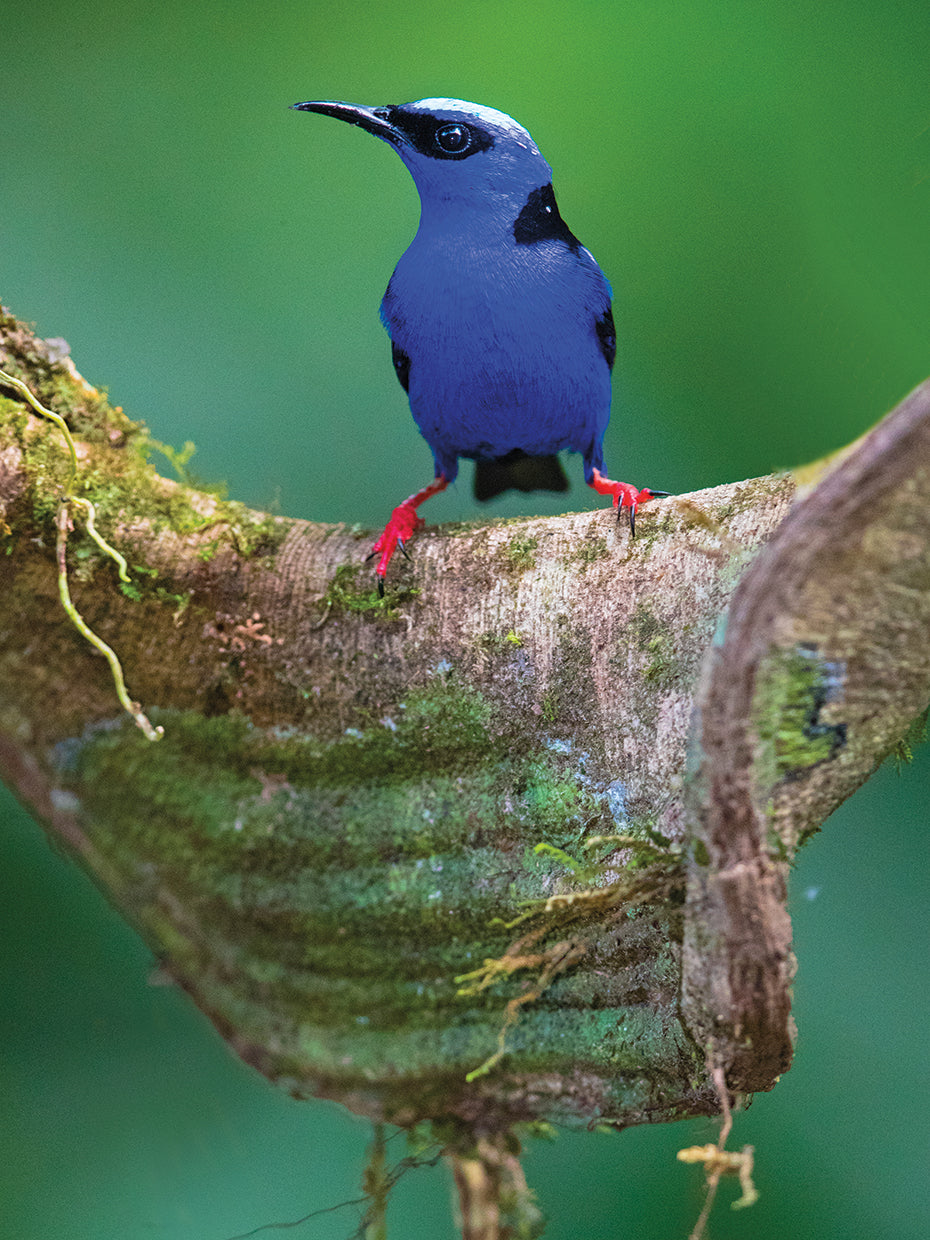 PanoramicÂ Images's Rainforest Feathers Canvas Art Prints | Fine Art Canvas