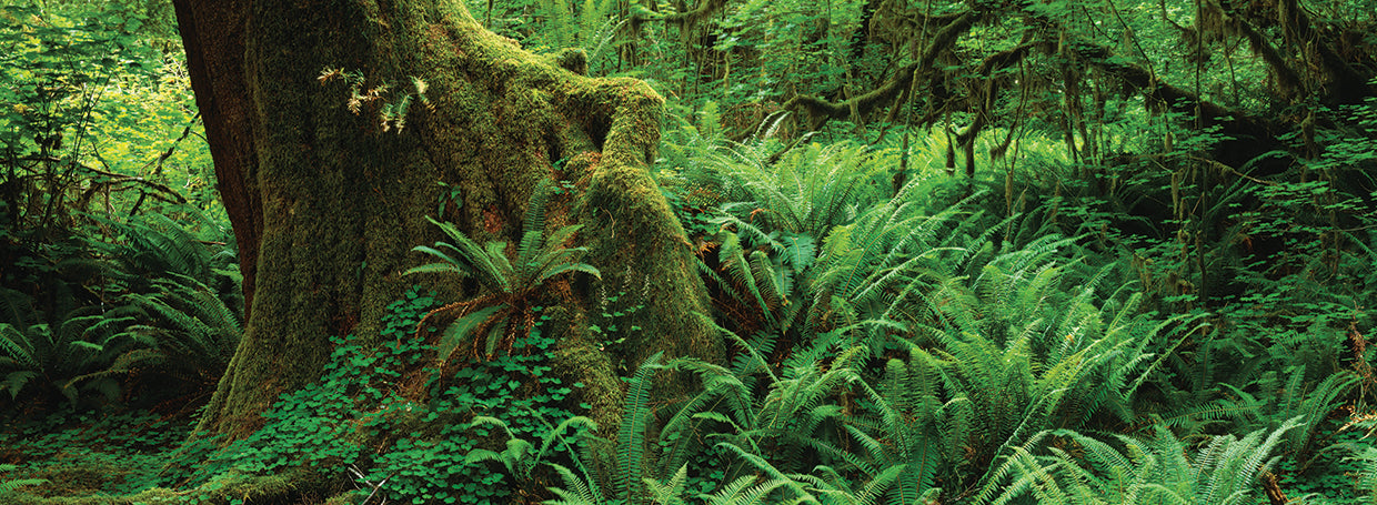 Panoramic Images's Northwestern Rainforest Canvas Art Prints | Fine Art ...