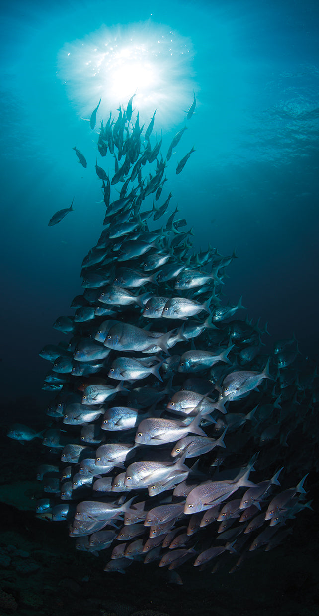 Panoramic Images's Deep Sea South Africa Canvas Art Prints | Fine Art ...