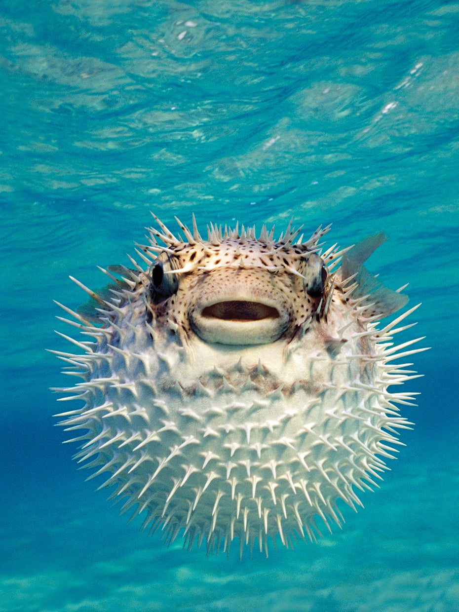 Panoramic Images's Puffed Up Puffer Fish Canvas Art Prints | Fine Art ...