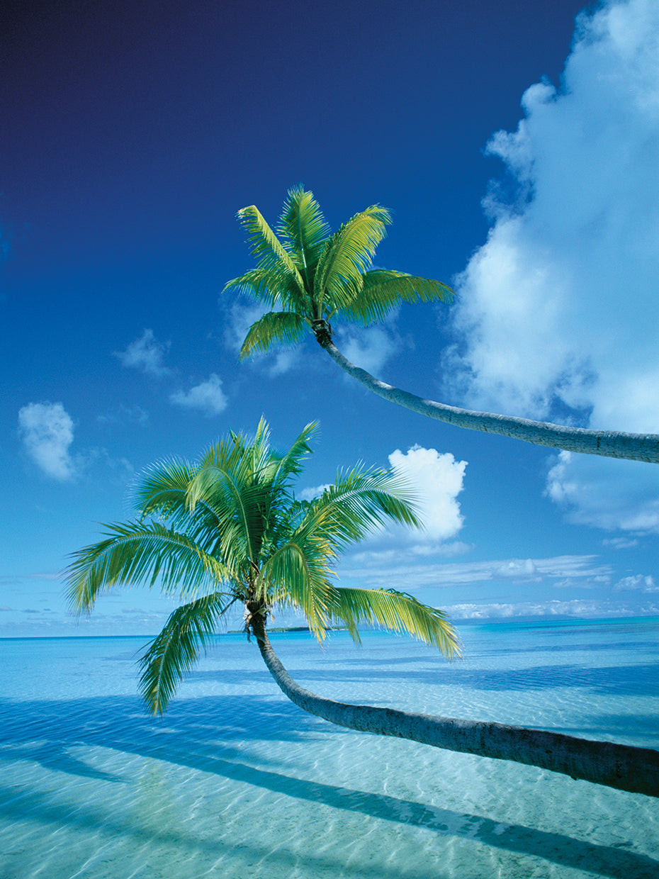 Panoramic Images's Tropical Bend Palms Canvas Art Prints | Fine Art ...