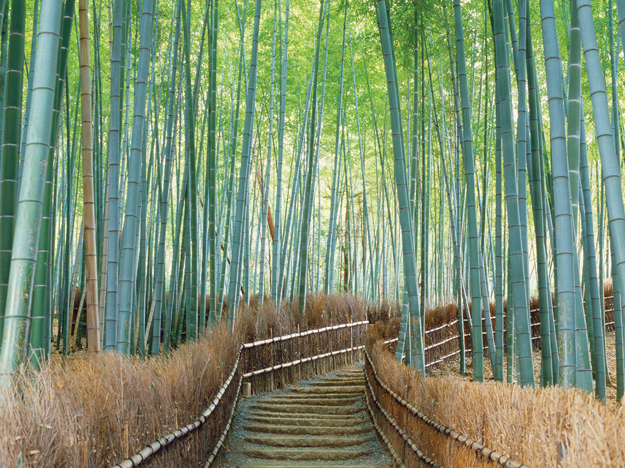 Serene Bamboo Forest Wall Art by Panoramic Images | Fine Art Canvas