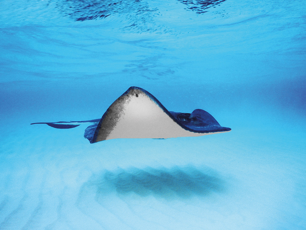 Panoramic Images's Stingray Swimming Canvas Art Prints | Fine Art ...