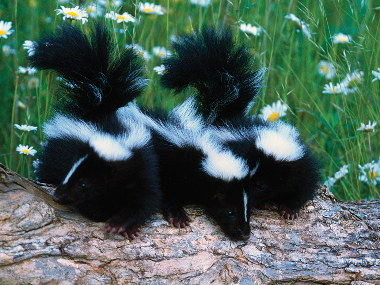 Panoramic Images's Three Young Skunks Canvas Art Prints | Fine Art ...