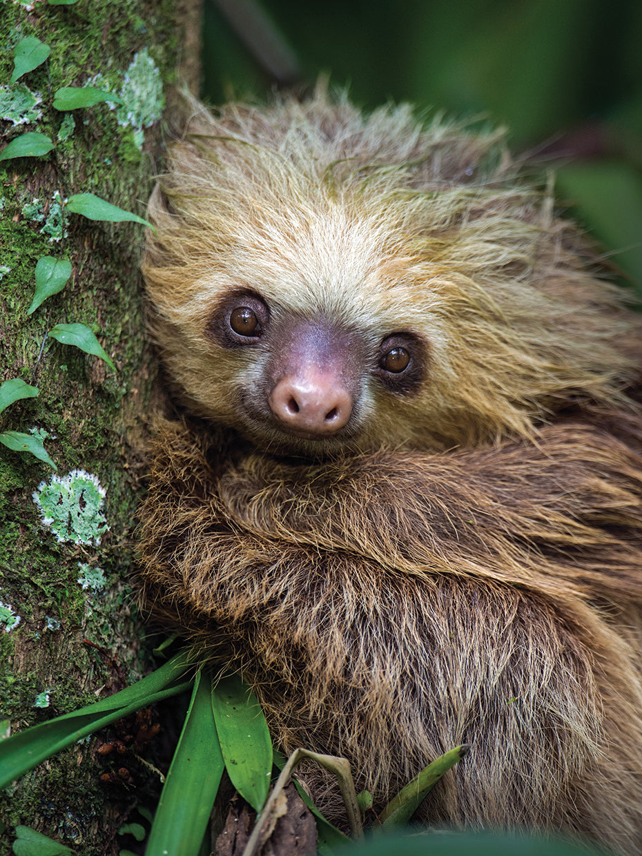 Panoramic Images's Two-Toed Sloth Canvas Art Prints | Fine Art Canvas
