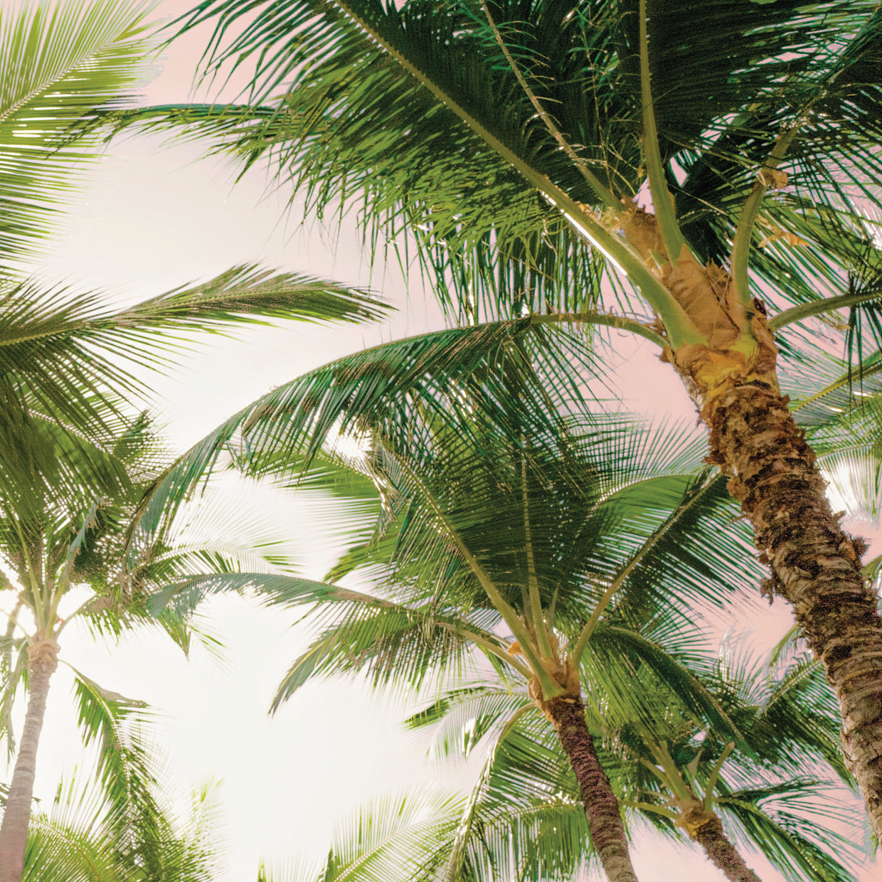 Bright Oahu Palms I Wall Art by Bill Carson Photography | Fine Art Canvas