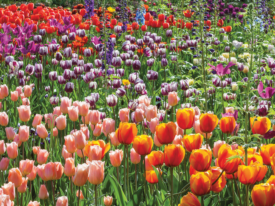 Buy Robin Constable Hanson's Two-Toned Tulips Prints | Fine Art Canvas ...