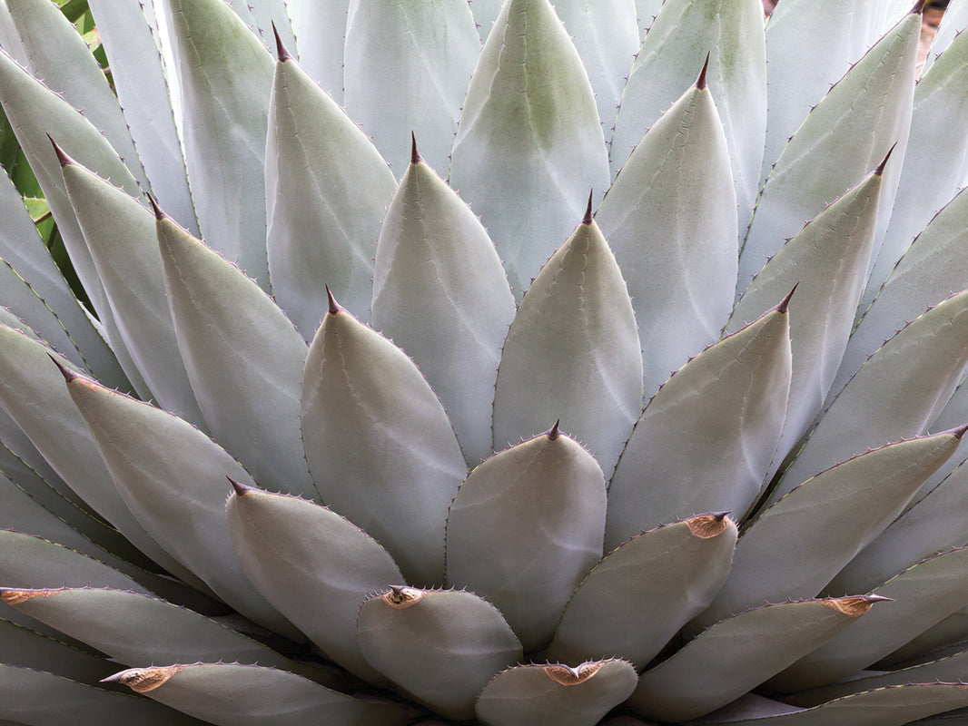 Buy Robin Constable Hanson's Awakening Square Prints | Fine Art Canvas ...